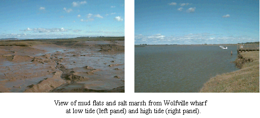 Mud Flats