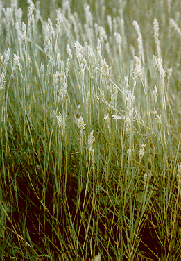 Distichlis spicata (seashore saltgrass)