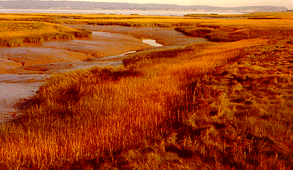 Back to Tidal Marsh Fieldtrip Index Page